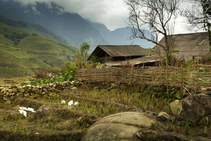 Hmong | Splashing Paint